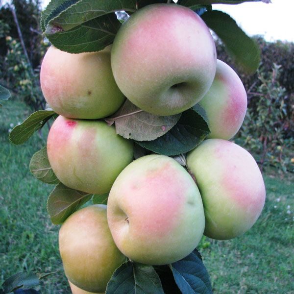 Piante di mele online su AnticoPomario | melo ZITELLA