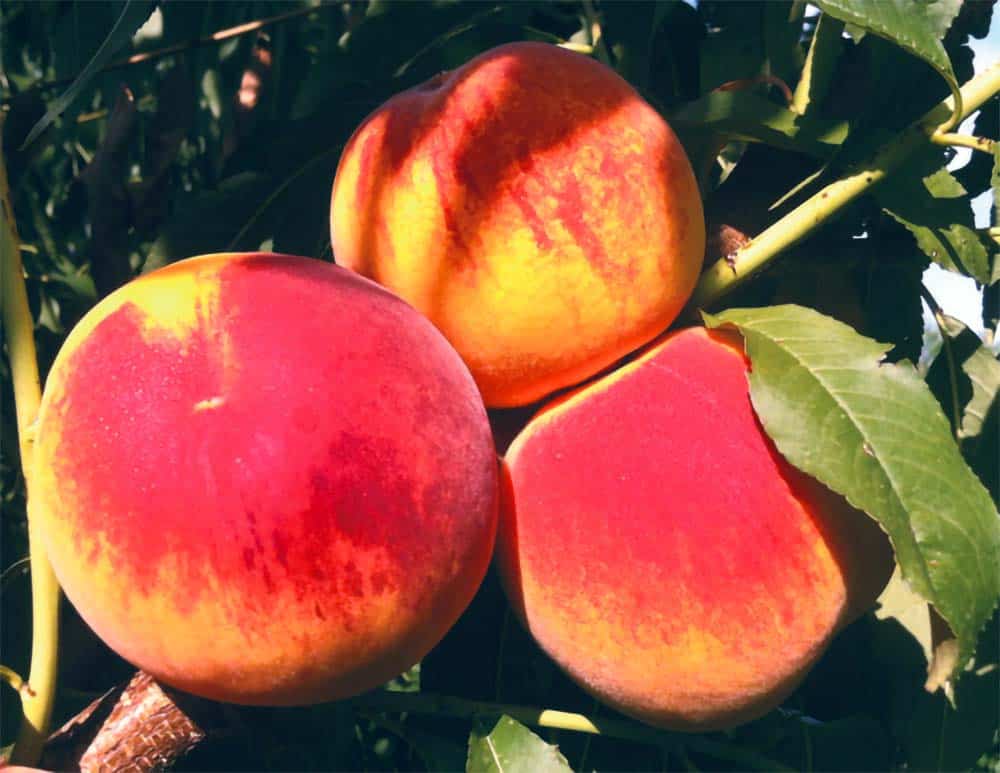 Piante di pesche online su AnticoPomario | Percocca BABY GOLD 9