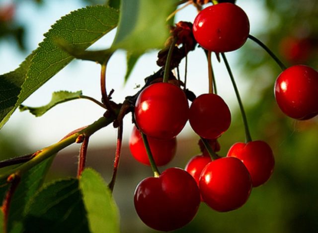 Acquista piante di ciliegie online | AnticoPomario: albero di ciliege ...