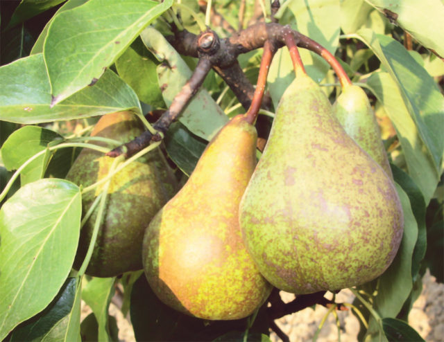 Pianta di pere in vendita online | AnticoPomario CONFERENCE