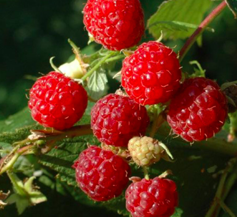 Piante di lamponi online su AnticoPomario | Lampone HERITAGE