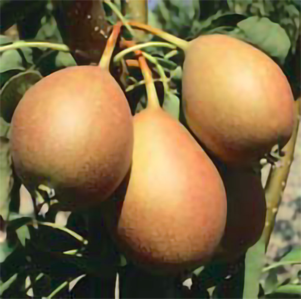 Pianta di pere in vendita online | AnticoPomario LAURO