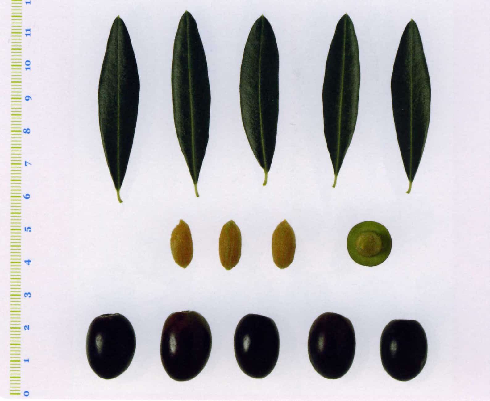 Piante di olive online su AnticoPomario | Olivo LECCINO