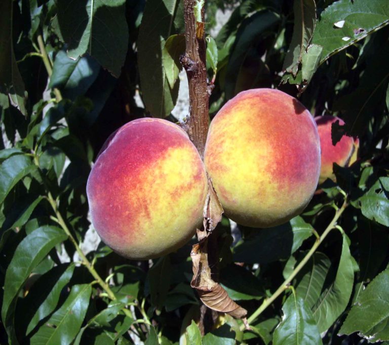Piante di pesche online su AnticoPomario | Pesco J.H. HALE