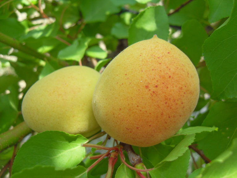 Acquista online la tua pianta di albicocche | Reale d'imola varietà antica