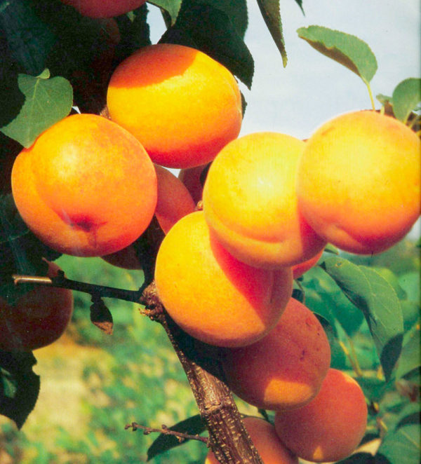 Acquista online la tua pianta di albicocche | Bella d'Imola
