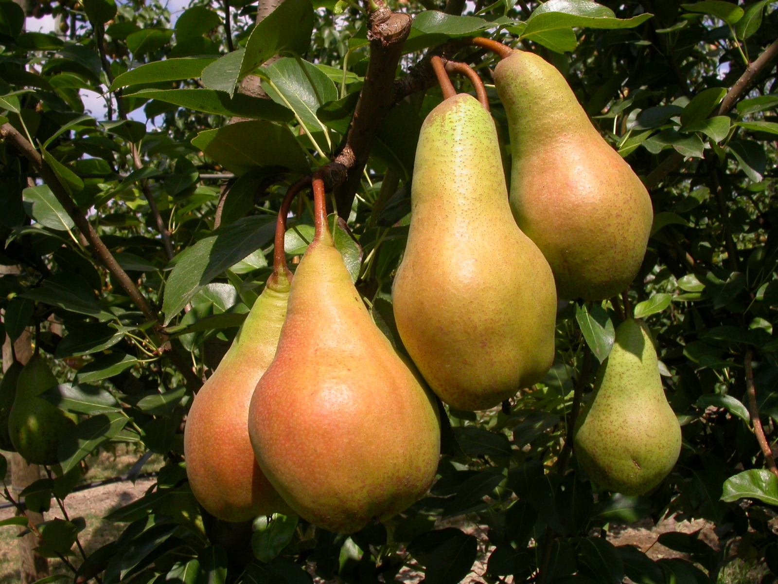 Acquista online la tua pianta di pere | Antico Pomario e Abate Fetel