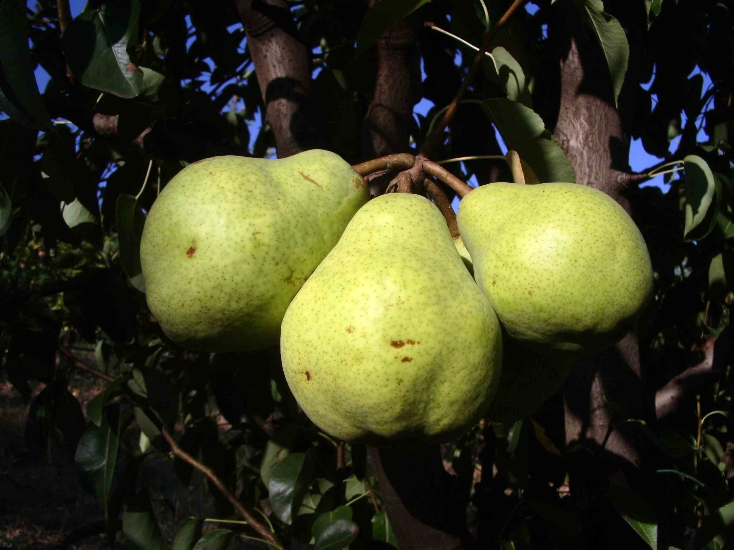 Pianta di pere in vendita online | AnticoPomario WILLIAM