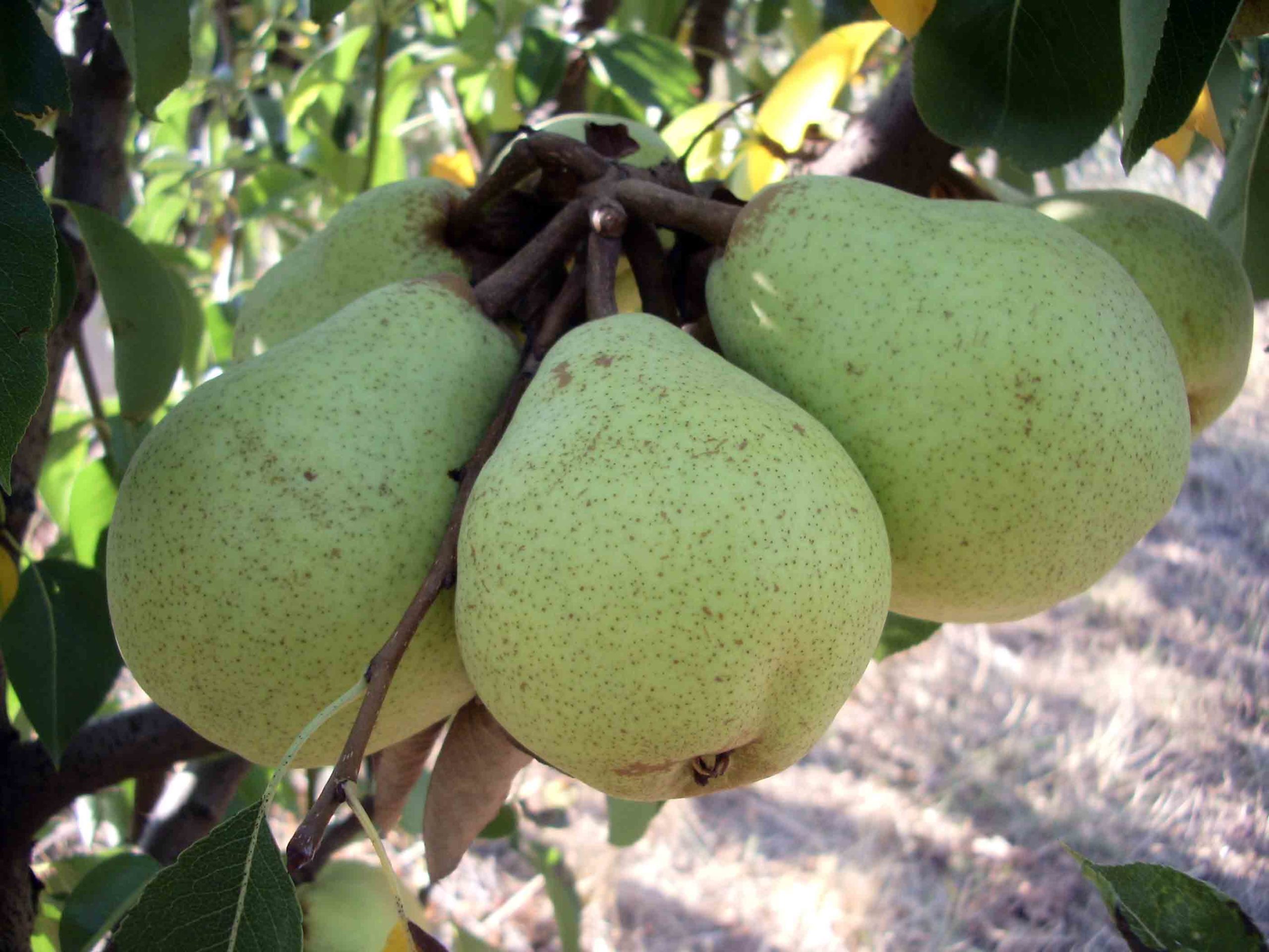 Pianta di pere in vendita online | AnticoPomario WILLIAM