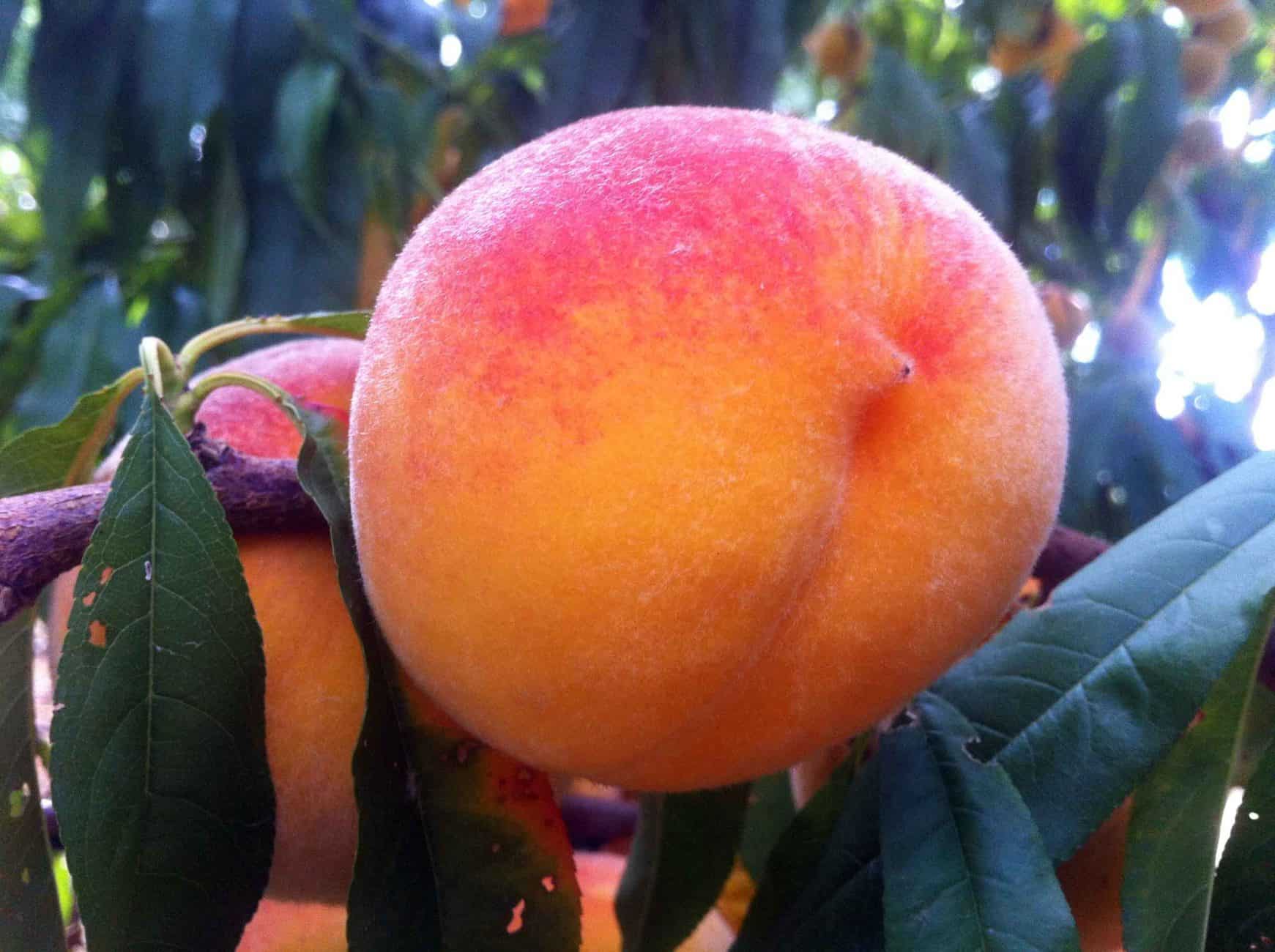 Piante di pesche online su AnticoPomario | Percocca ANDROSS