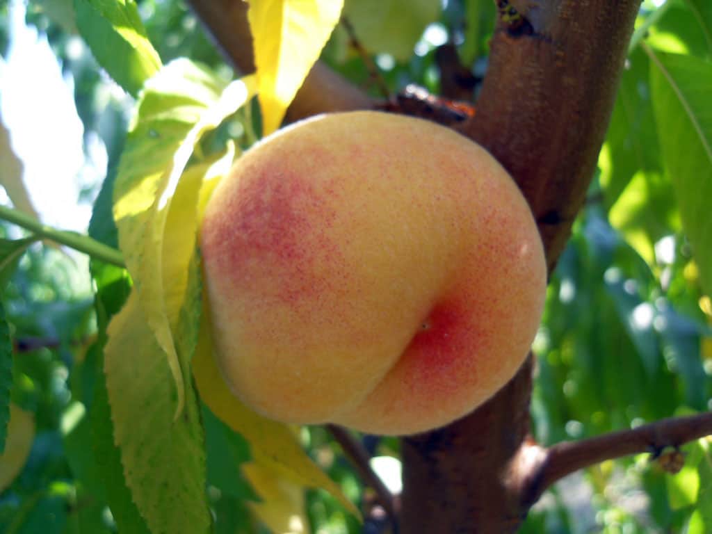 Piante di pesche online su AnticoPomario | Percocca BABY GOLD 9