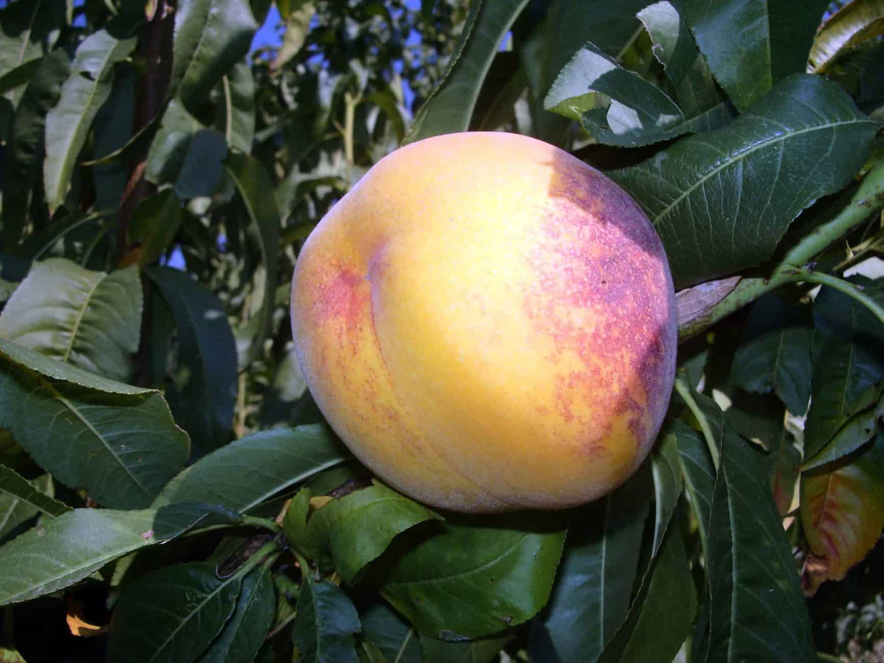 Piante di pesche online su AnticoPomario | COTOGNA CECCARELLI