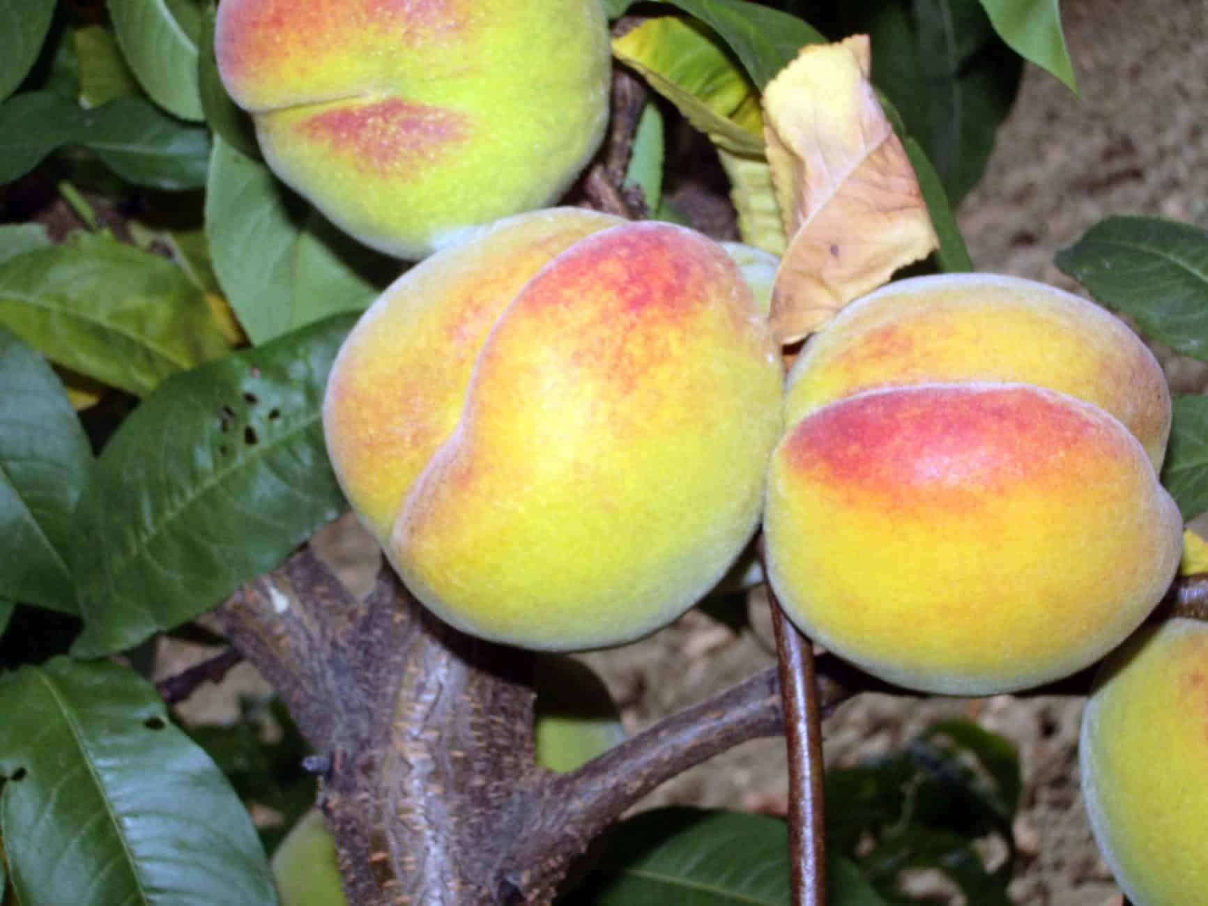 Piante di pesche online su AnticoPomario | PERCOCA ROMAGNOLA