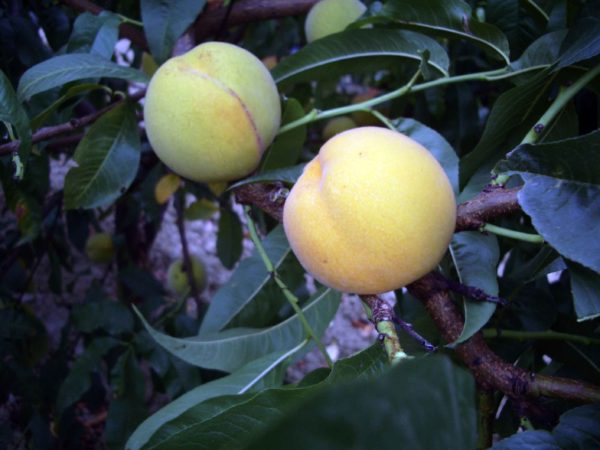 Piante di pesche online su AnticoPomario | PERCOCA ROMAGNOLA