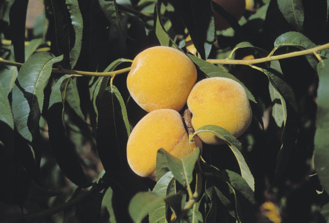 Piante di pesche online su AnticoPomario | Percocca ROMEA