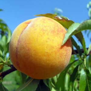 Pesche Nettarine & Percoche » Antico Pomario