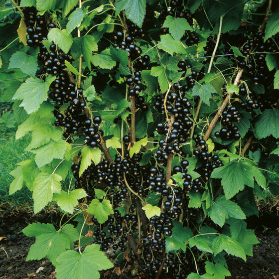 Piante di ribes online | AnticoPomario: Ribes nero TITANIA