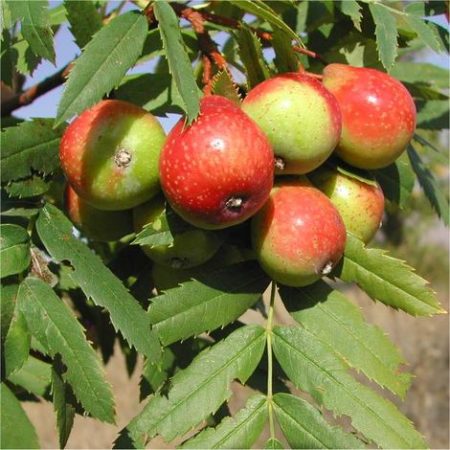 Pianta di sorbe online | albero di SORBE una specie da riscoprire