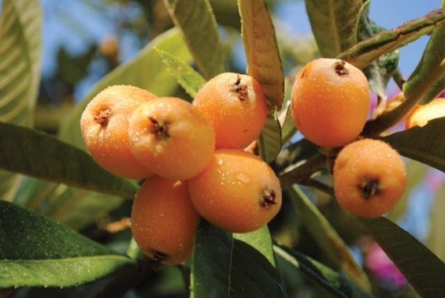 Pianta di nespoli online | albero di NESPOLE una specie da riscoprire