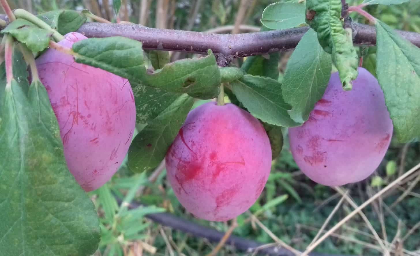 Acquista online la tua pianta di susine | VACCA ZEBEO varietà antica