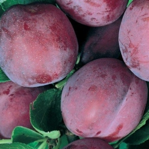 Albicocchi & Susini Antichi » Antico Pomario