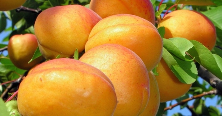 Acquista online la tua pianta di albicocche | Amabile Vecchioni varietà ...