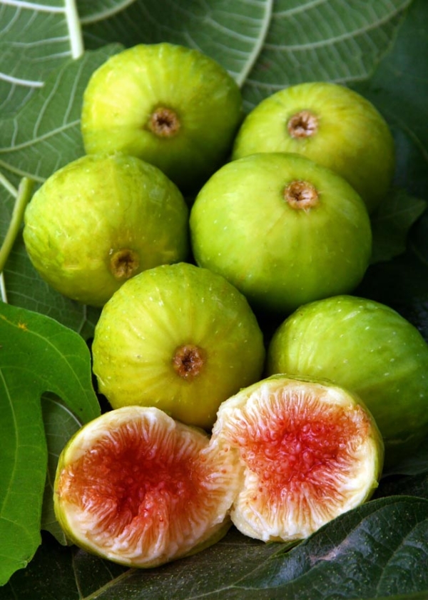 Pianta di fico online | albero di FICO DOTTATO una specie da valorizzare