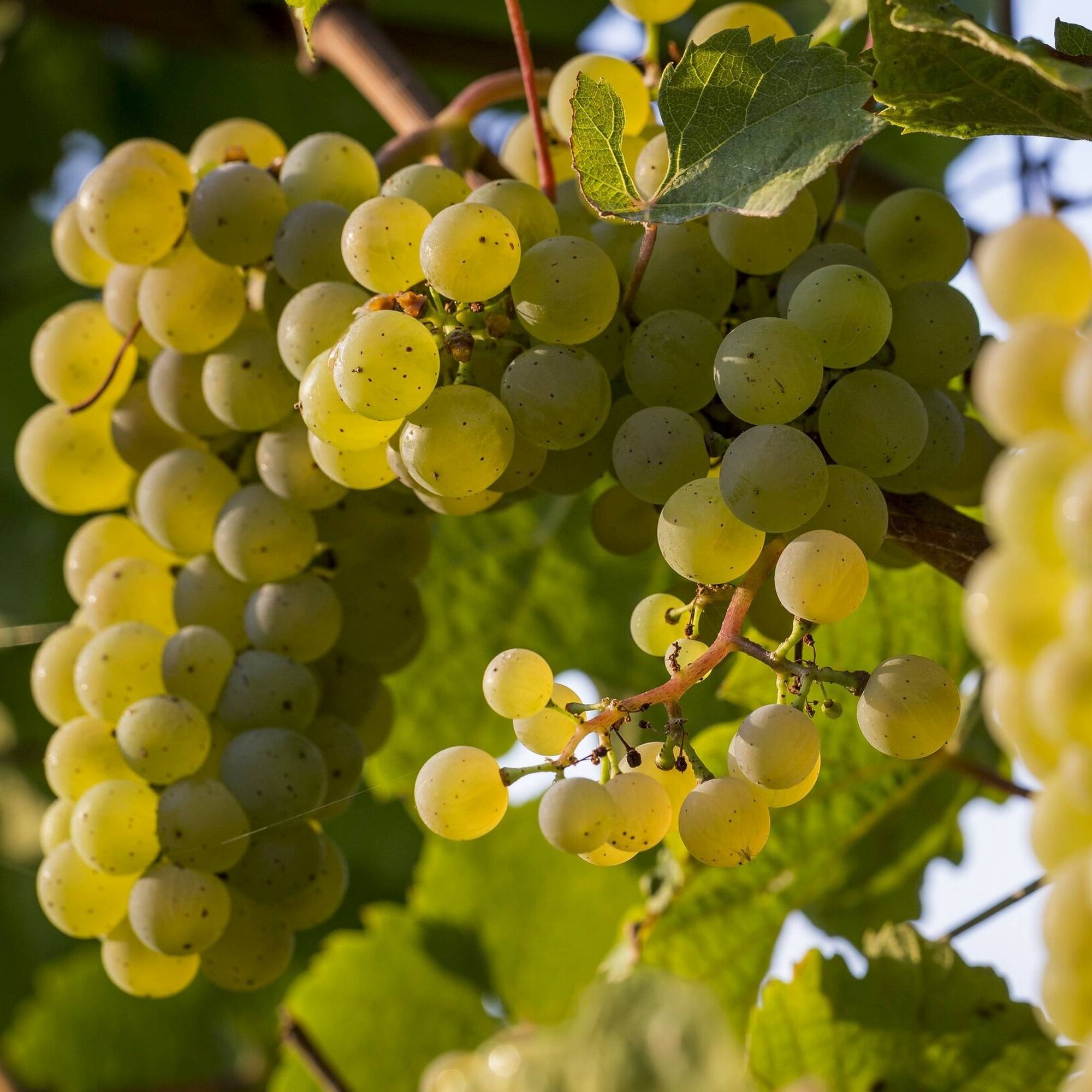 Vite da tavola CHASSELAS DORE' » Antico Pomario